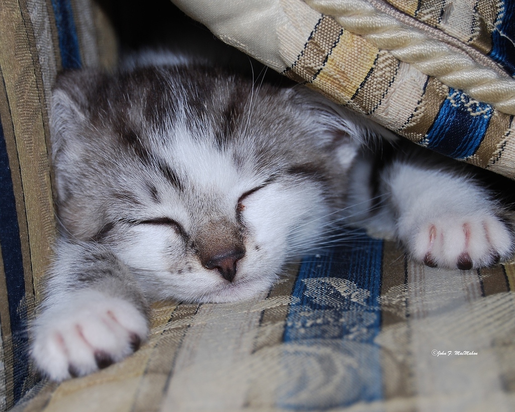 Cats, Cats, Cats, let us see your photos of your CATS! - Page 3 ...