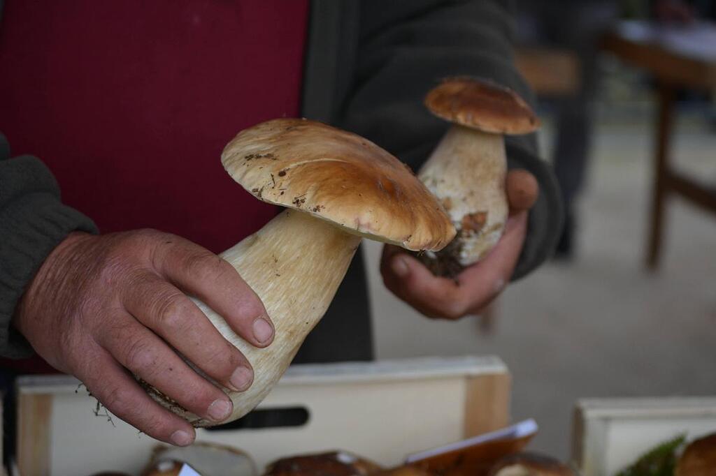 Cepes Autumn 2022 - Food/Drink/Culinaria - Survive France