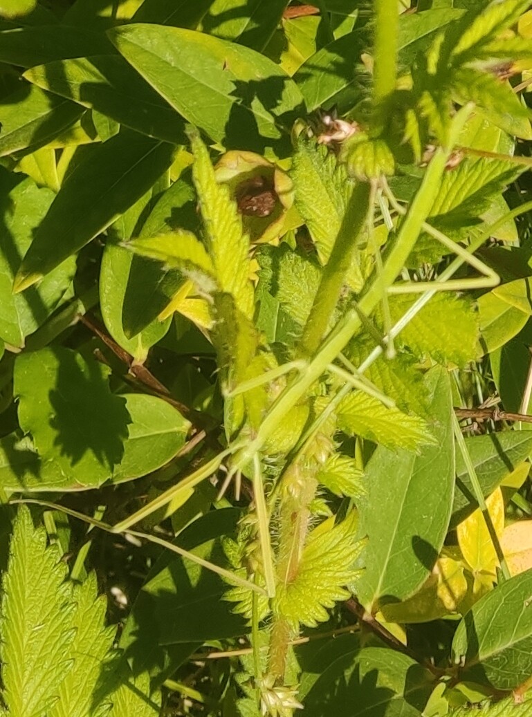 Wild life in the garden, or around! - Page 72 - Photography - Survive ...