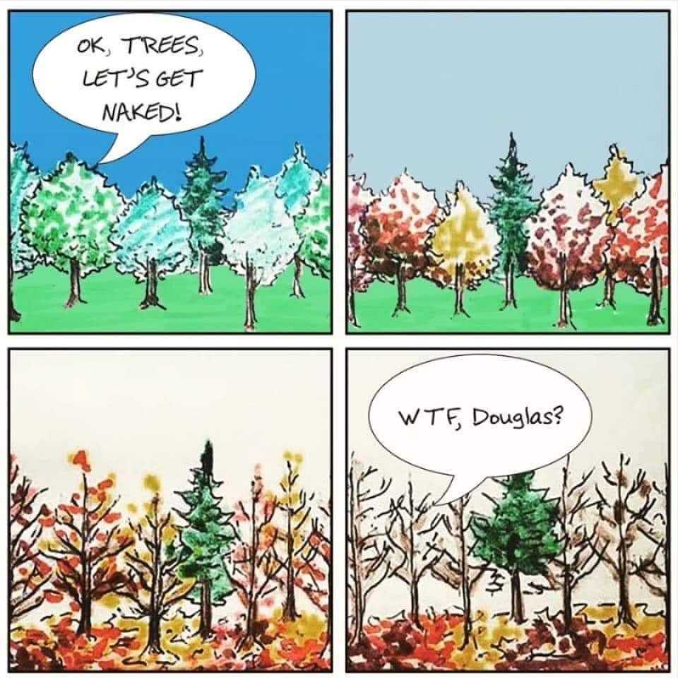 A little mid-week humour to lighten the mood - Page 214 - Comedy/Humour ...