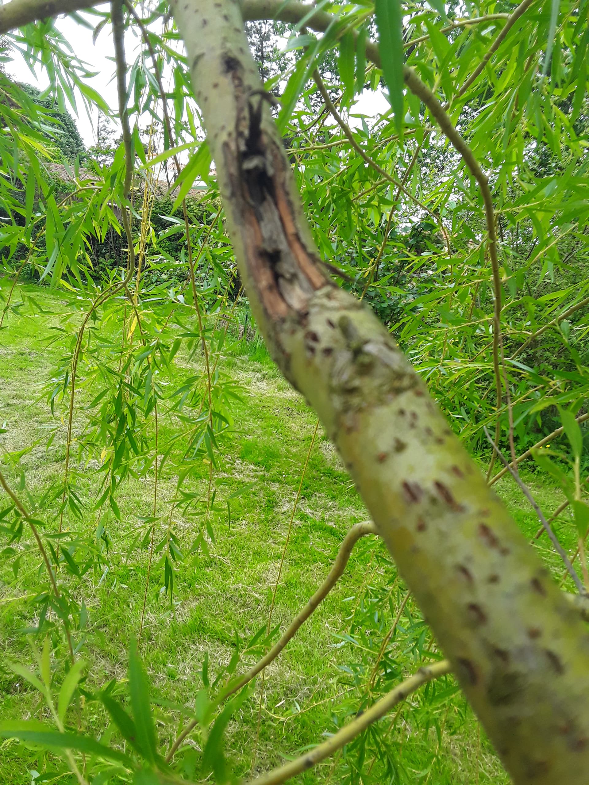 Tree Problem - Gardening - Survive France