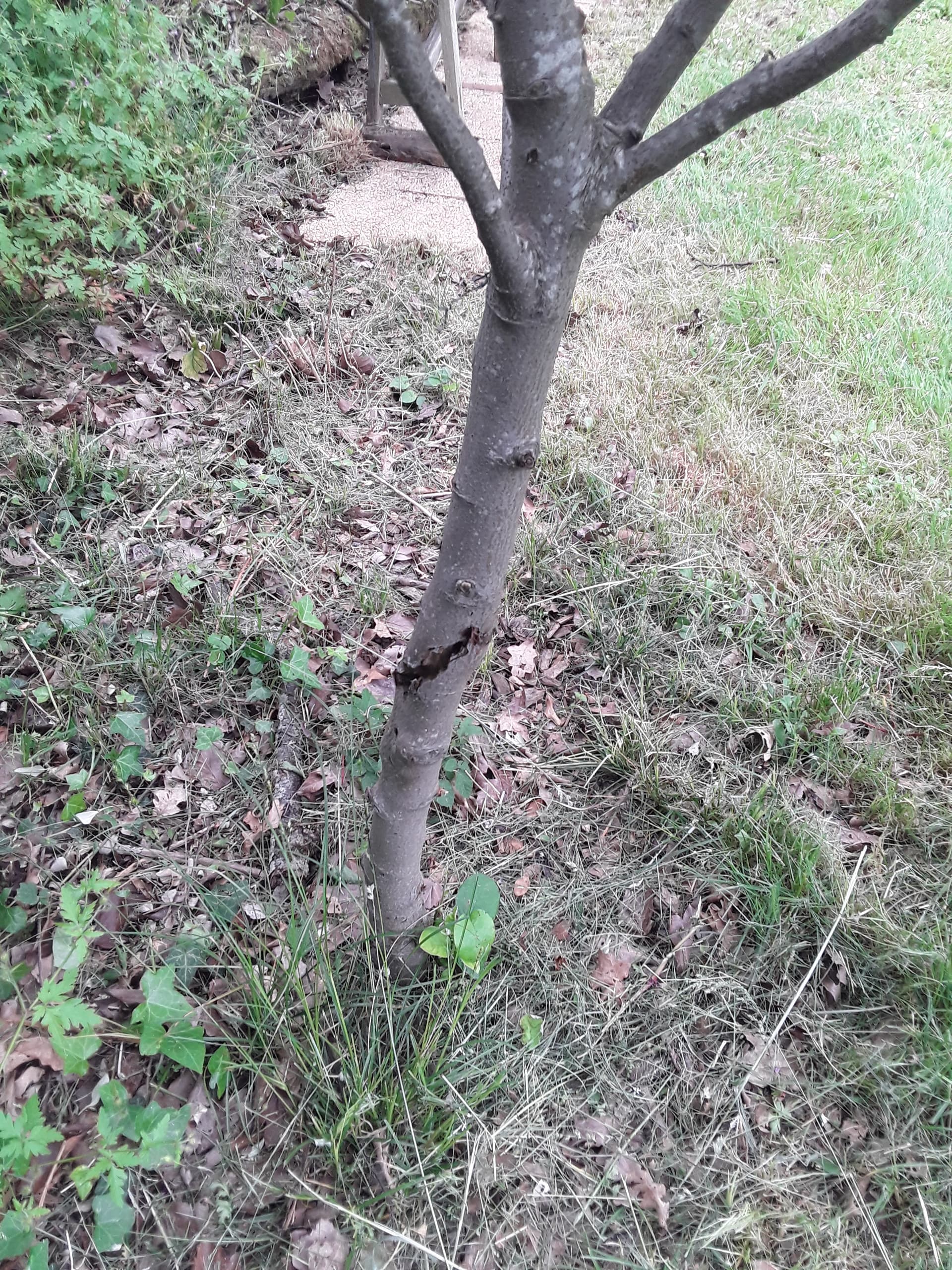 Tree Problem - Gardening - Survive France